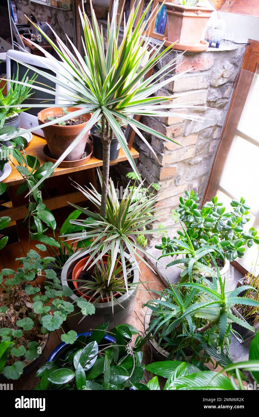 A group of various houseplants growing in pots inside house home near ...