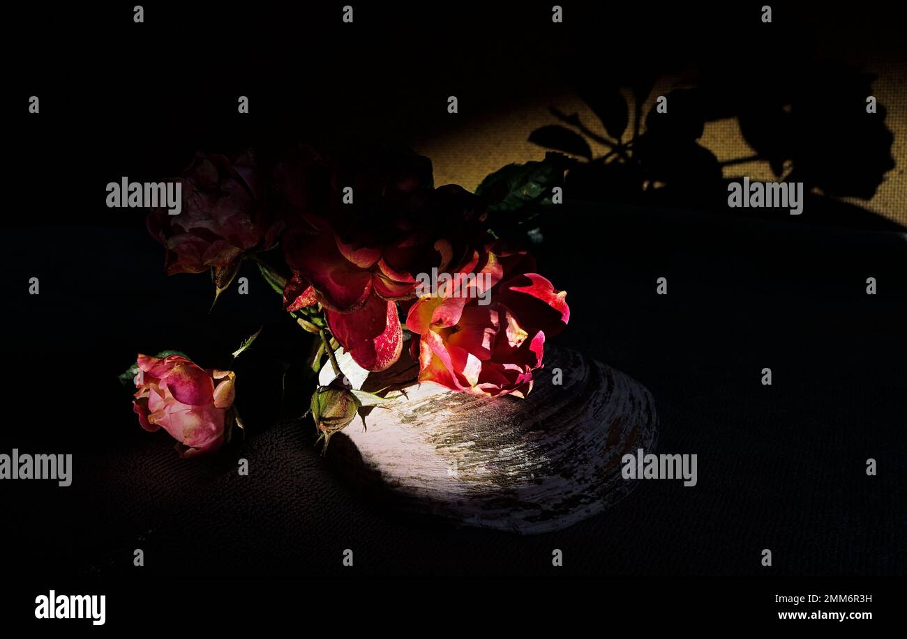 Rotten red roses laid on a shell Stock Photo - Alamy