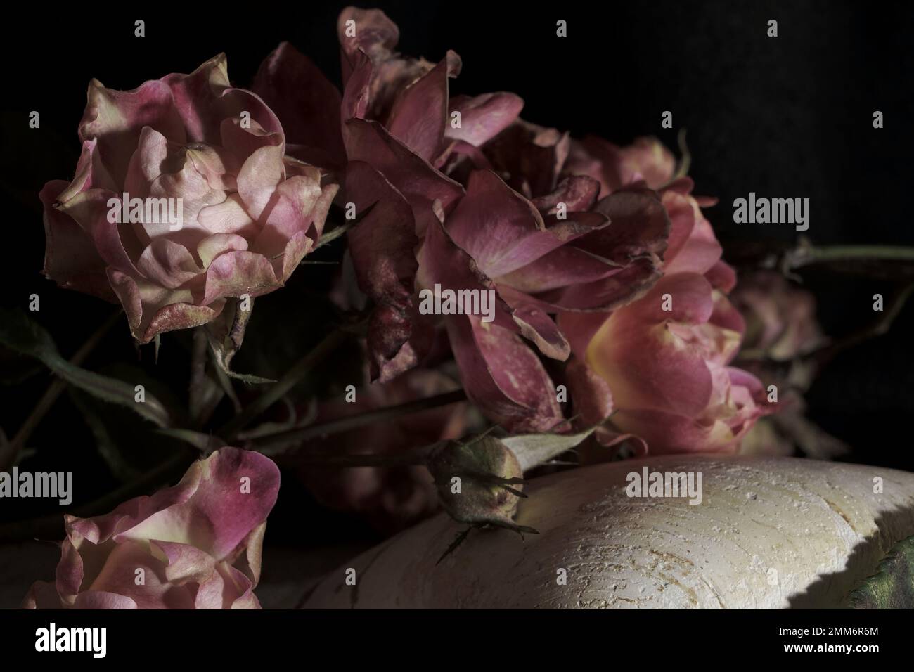 Rotten roses with a black background Stock Photo - Alamy