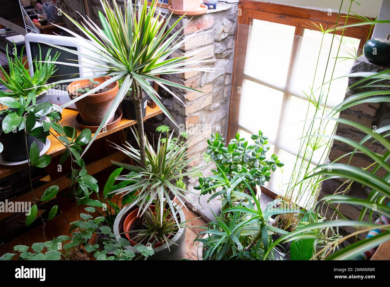 A group of various houseplants growing in pots inside house home near ...