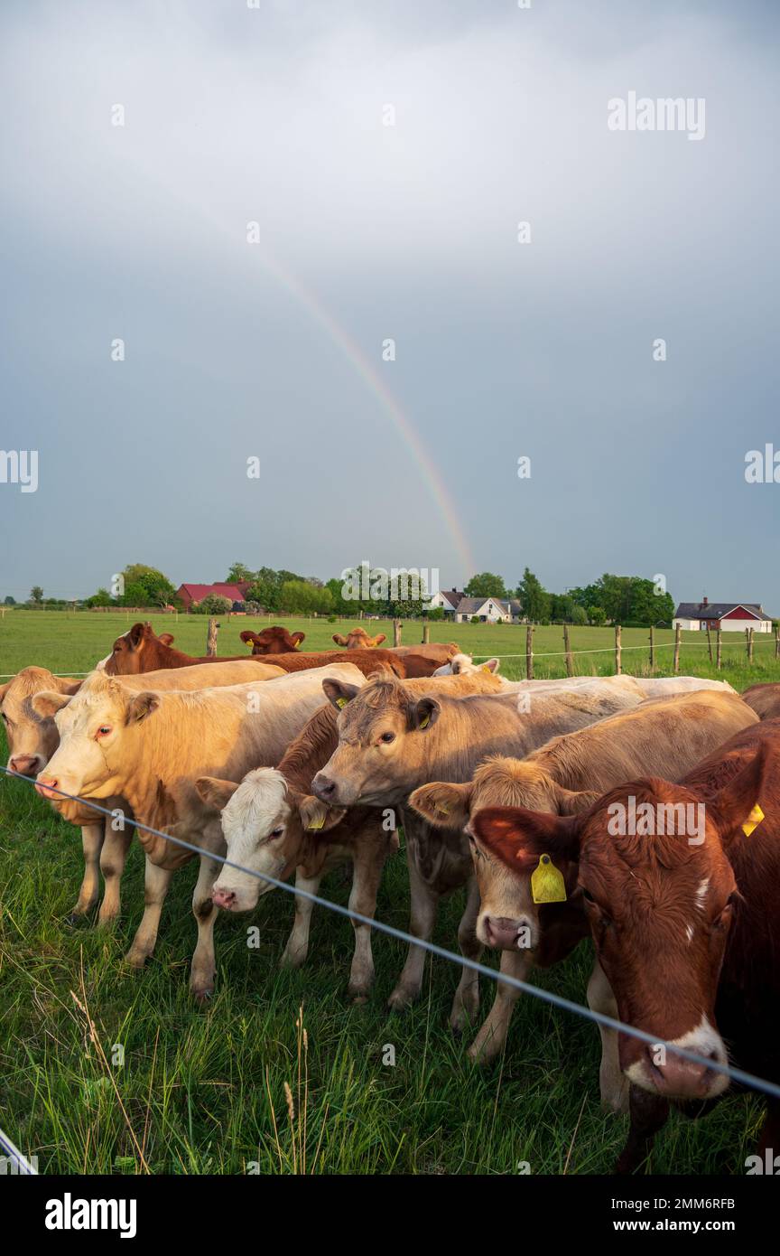 Herd of cows in pasture while rainbow visible on sky above them in Skåne Sweden Stock Photo - Alamy
