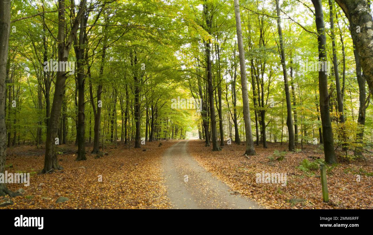 Road through beech tree forest during spring or autumn in Skåne Sweden ...