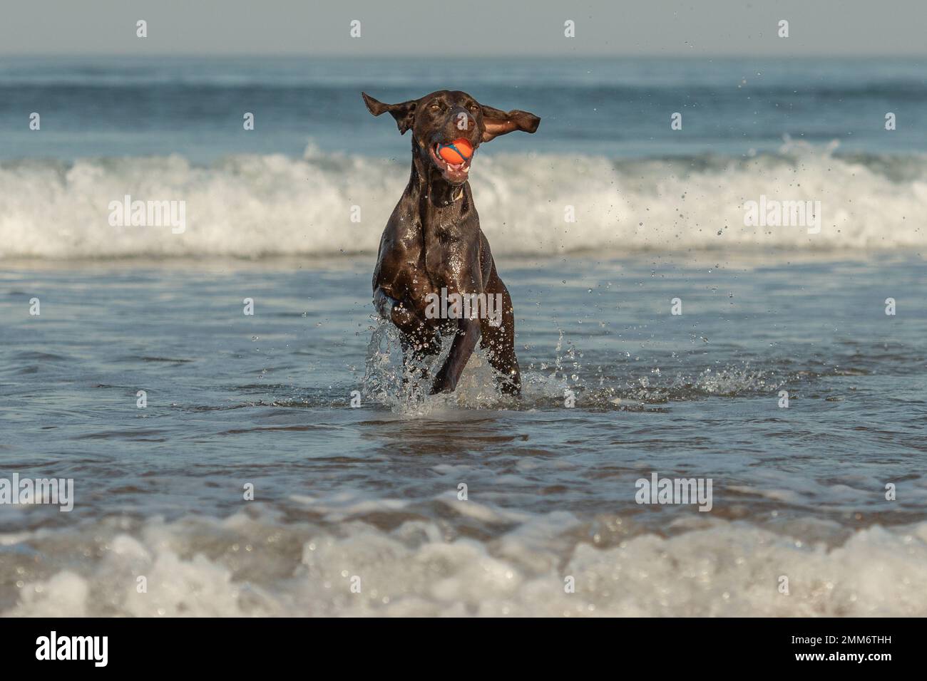 German Shorthaired Pointer dog playing with chuckit ball in the sea at ...