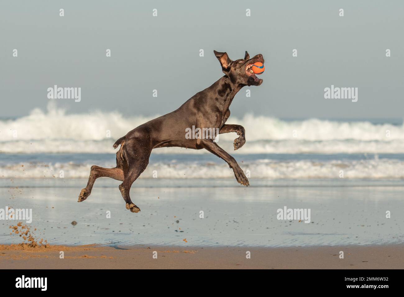 Flying pointer hi-res stock photography and images - Alamy