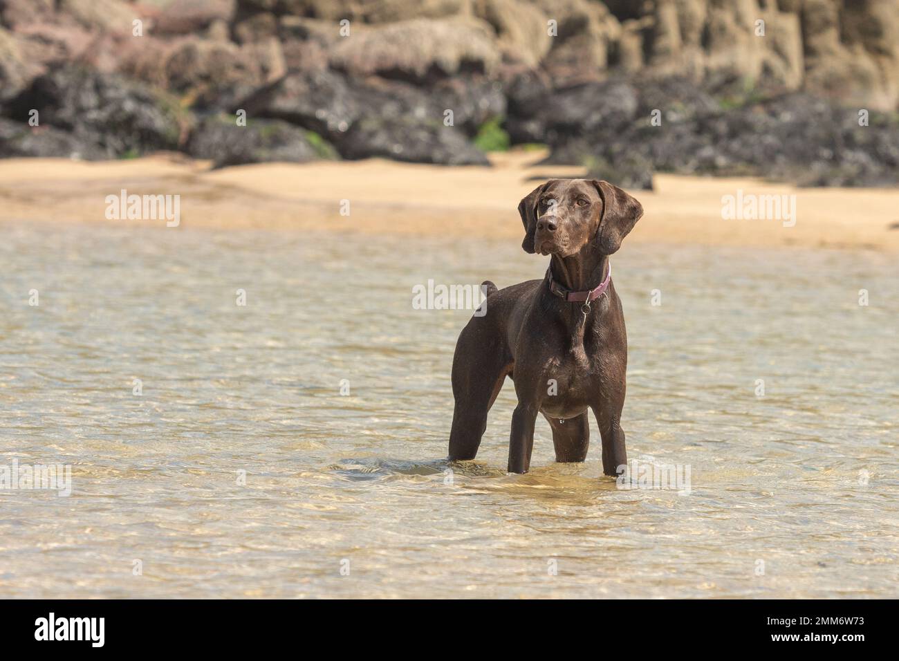 Flying pointer hi-res stock photography and images - Alamy