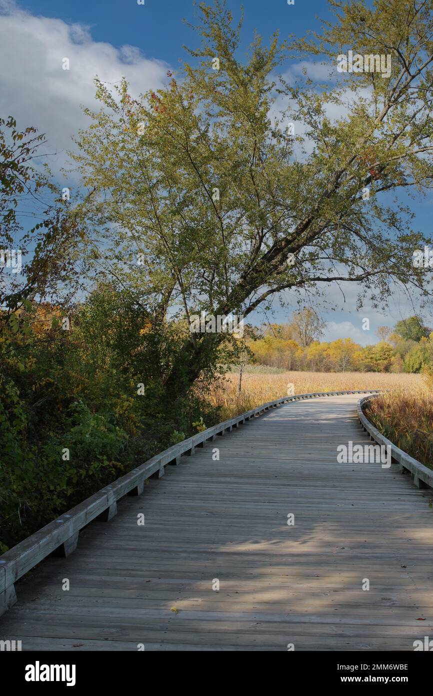A wood, raised walking trail leading through wetlands on an autumn day ...