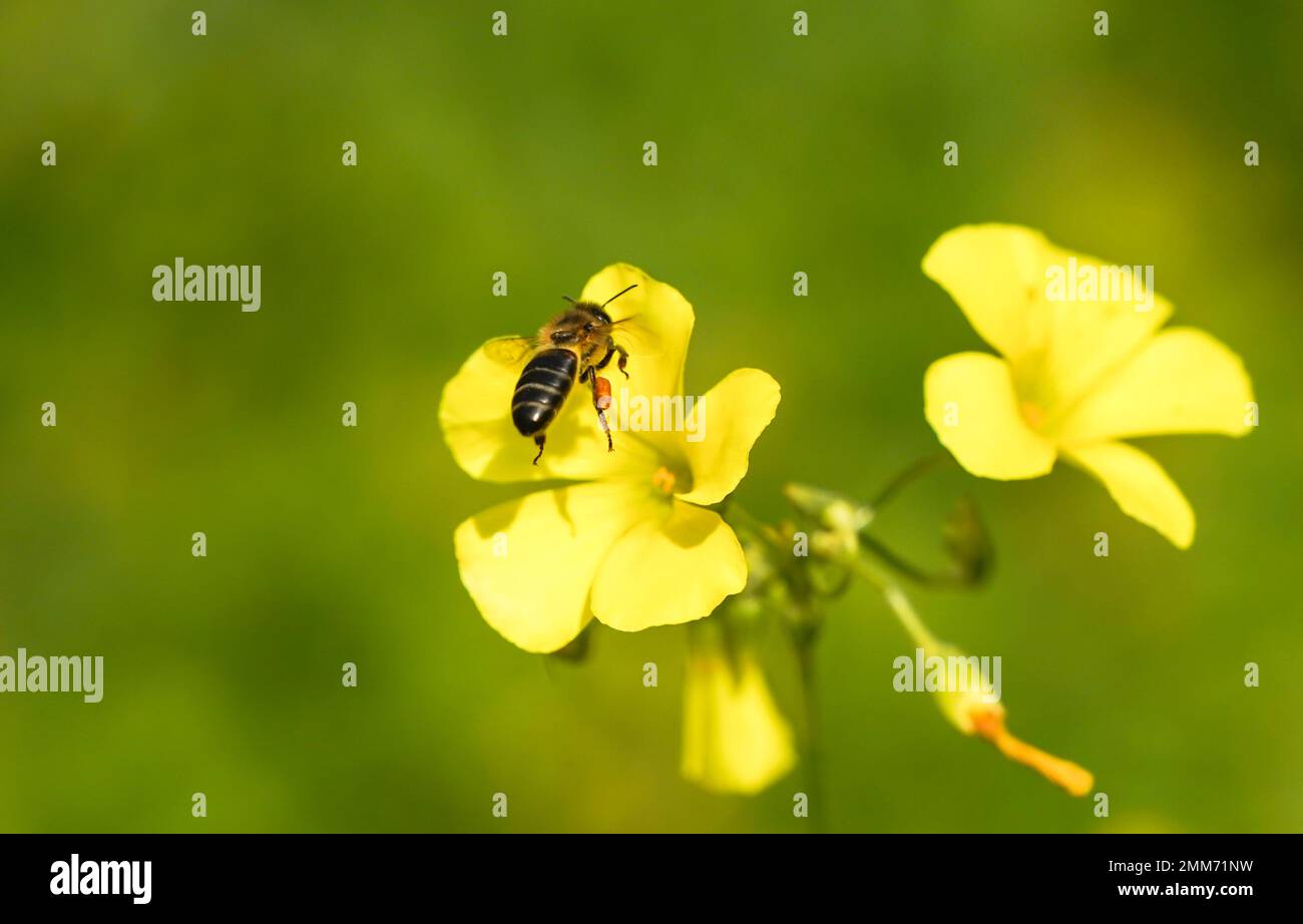 Honey bee with pollen on a Oxalis pes-caprae, Bermuda buttercup flower ...