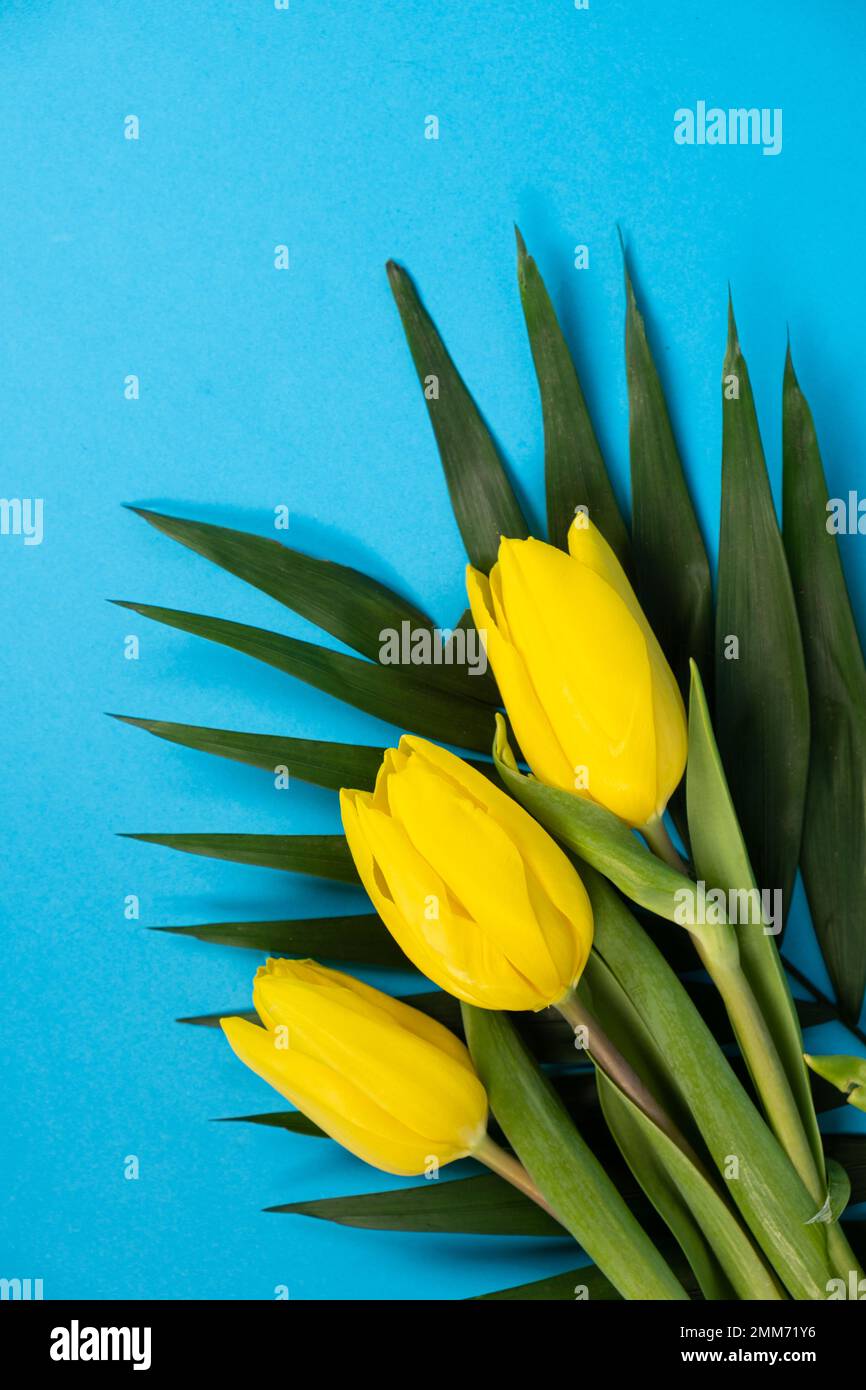 Bouquet of flowers of tulips on a blue background, hello spring, from ...