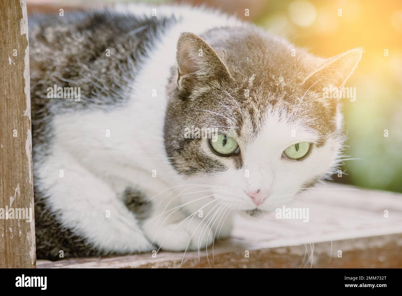 Defensive body language hi-res stock photography and images - Alamy