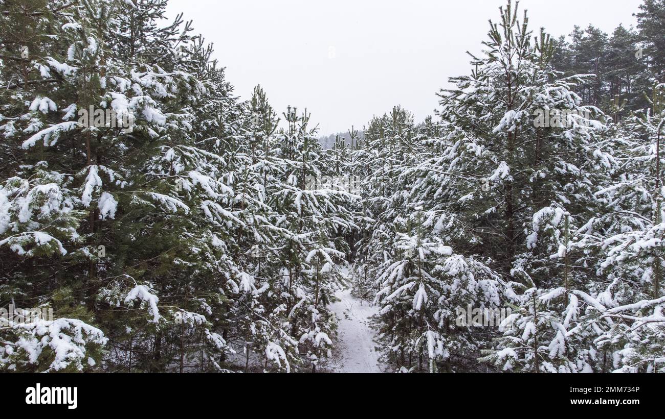 Snowy forest consisting of fur and pine trees Stock Photo - Alamy