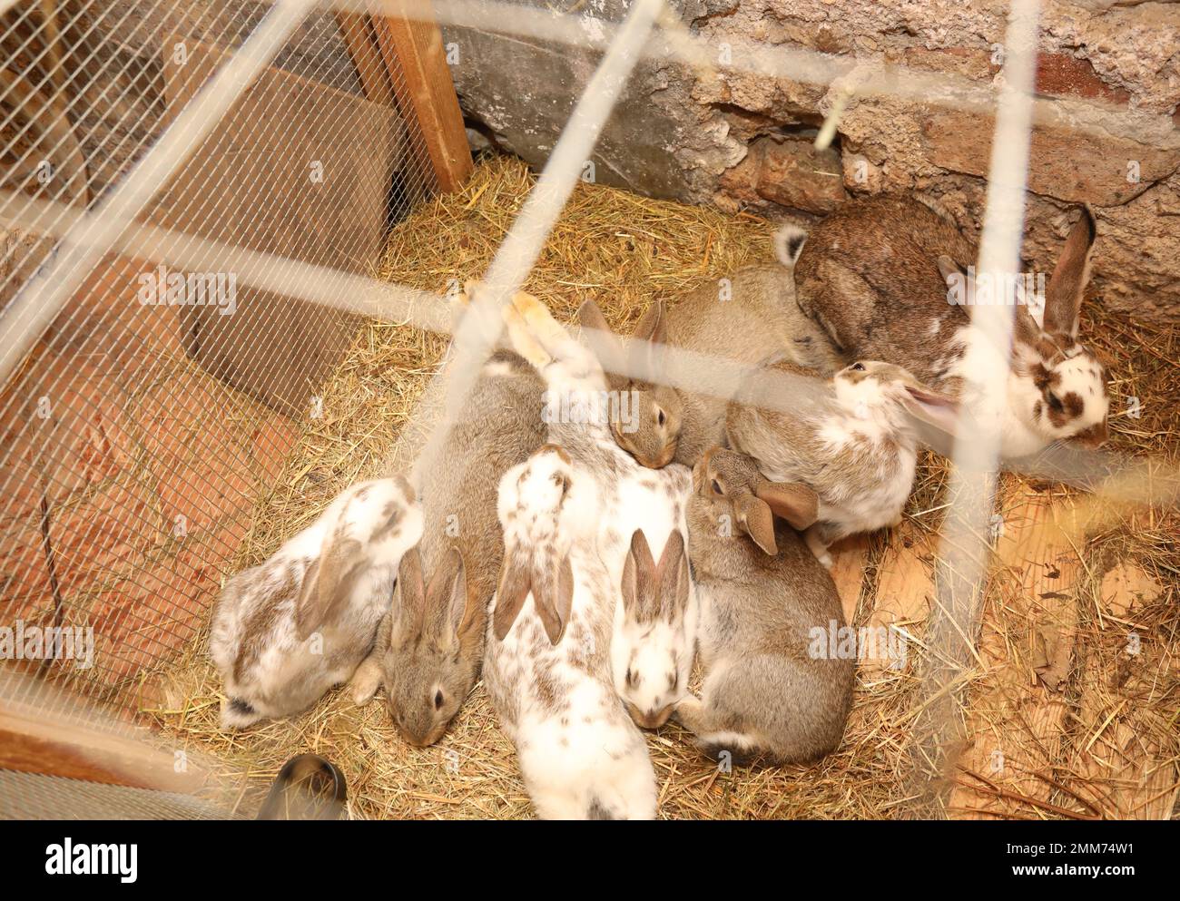 group of many caged rabbits in the hutch and you can also see the ...