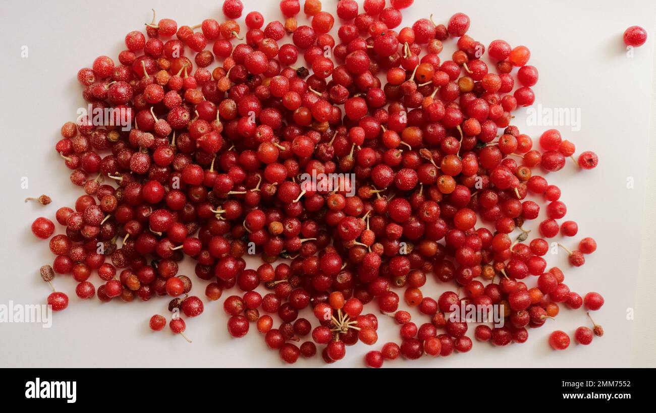 red ripe Canadian sea buckthorn berries in an even layer on a white ...
