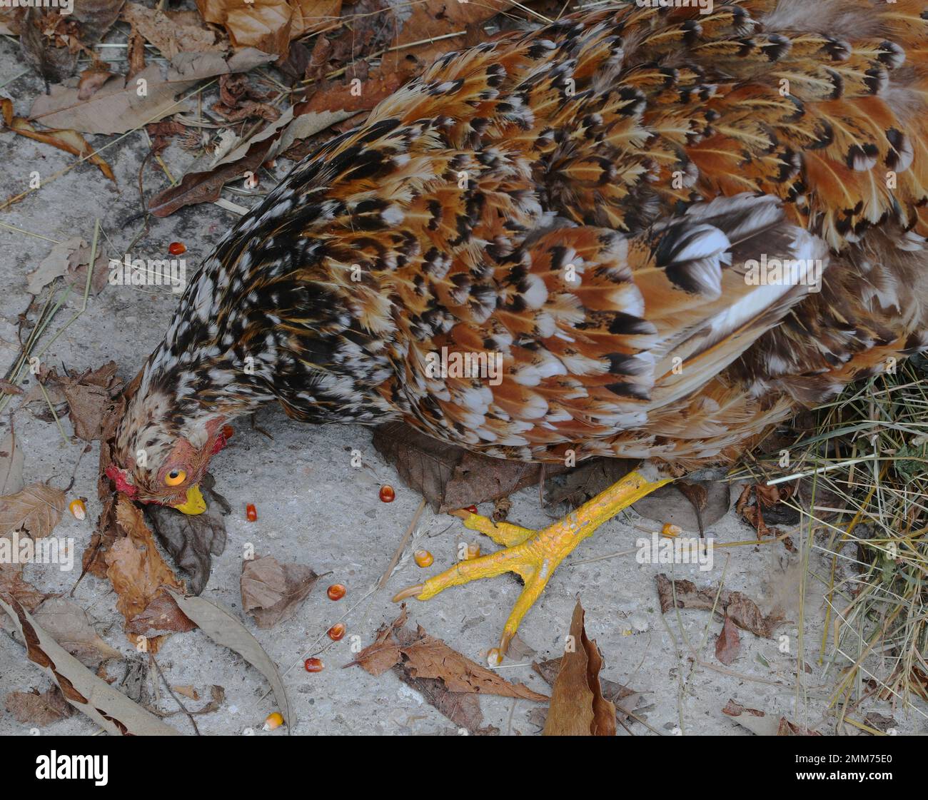 free range chicken eating corn kernels in the chicken coop Stock Photo ...