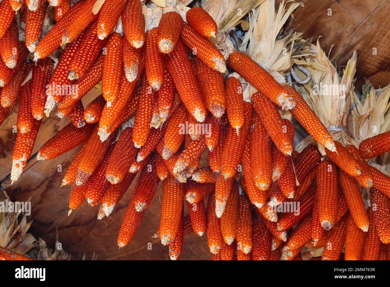 cobs of corn hanging from the ceiling of the farm for drying the corn ...