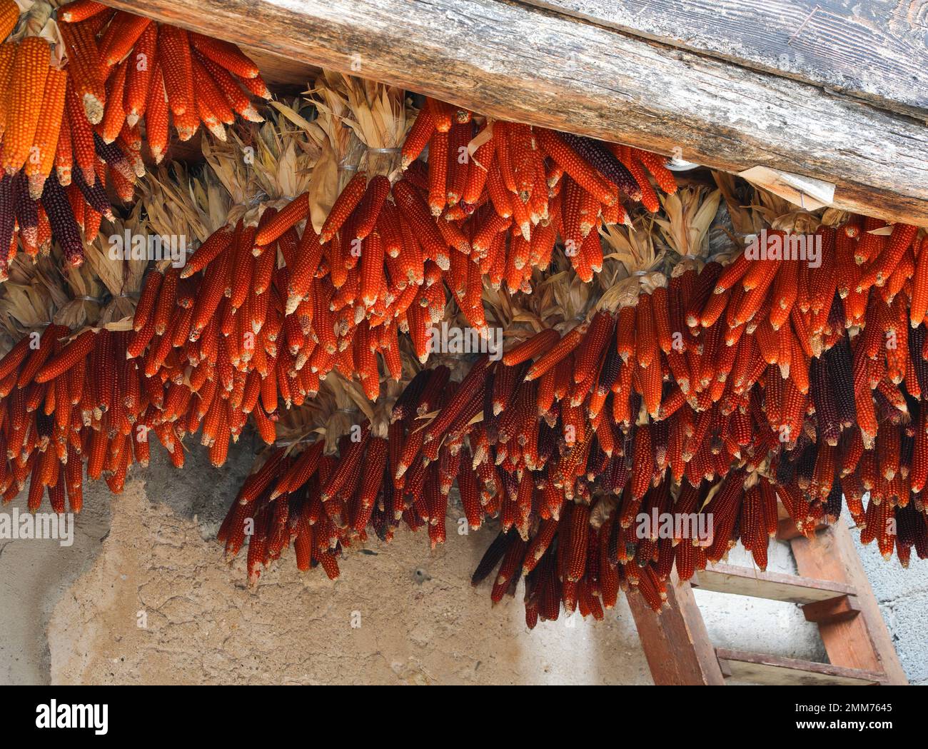 cobs of corn hanging from the ceiling of the farm for drying the corn ...