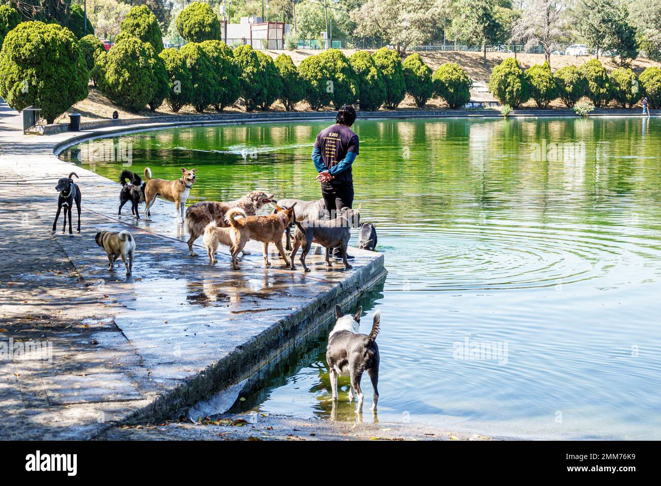 Mexico City,Bosque de Chapultepec Section 2 Forest,dog dogs walker,Lago ...