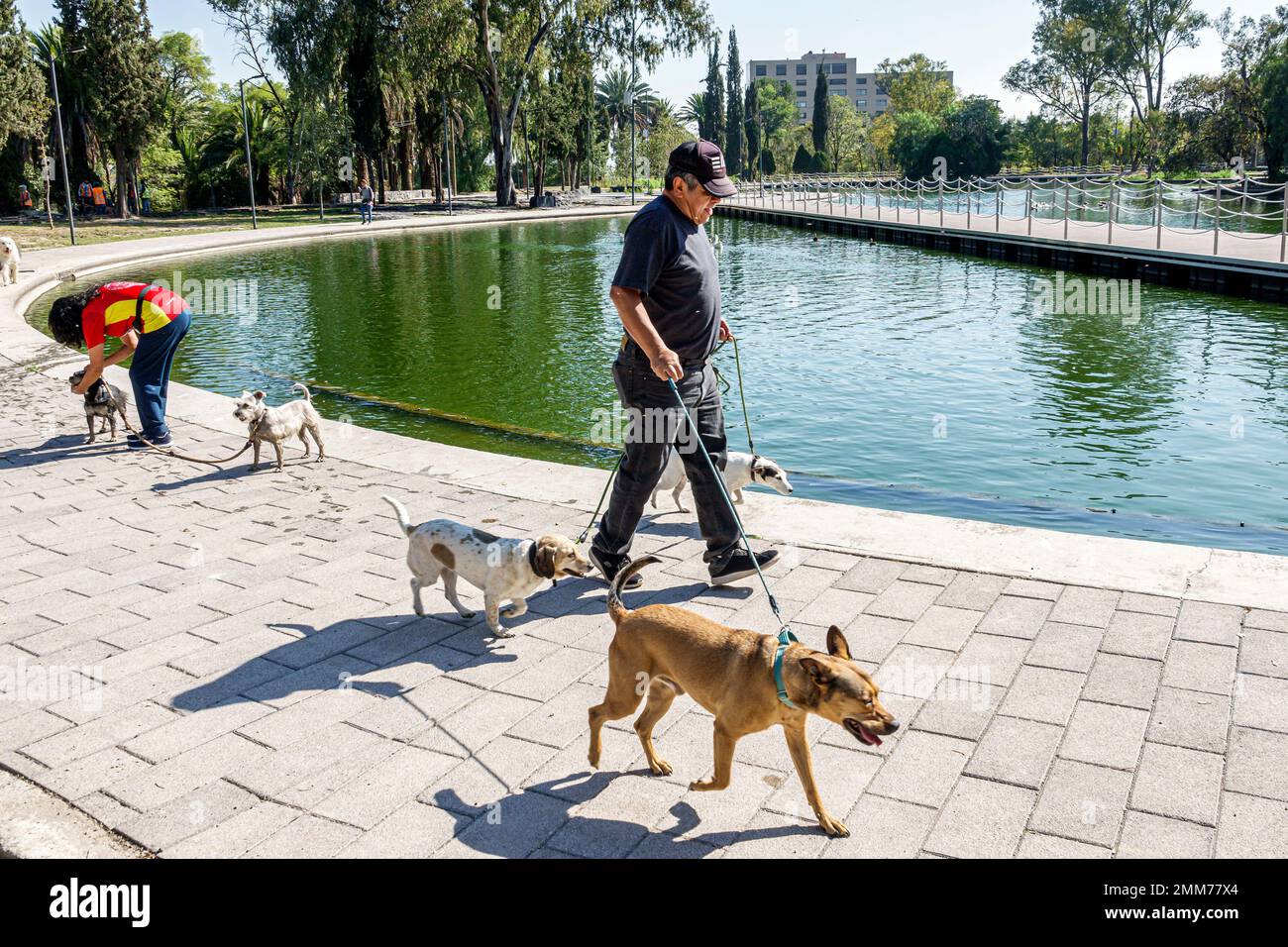 Mexico City,Bosque de Chapultepec Section 2 Forest,dog dogs walker ...