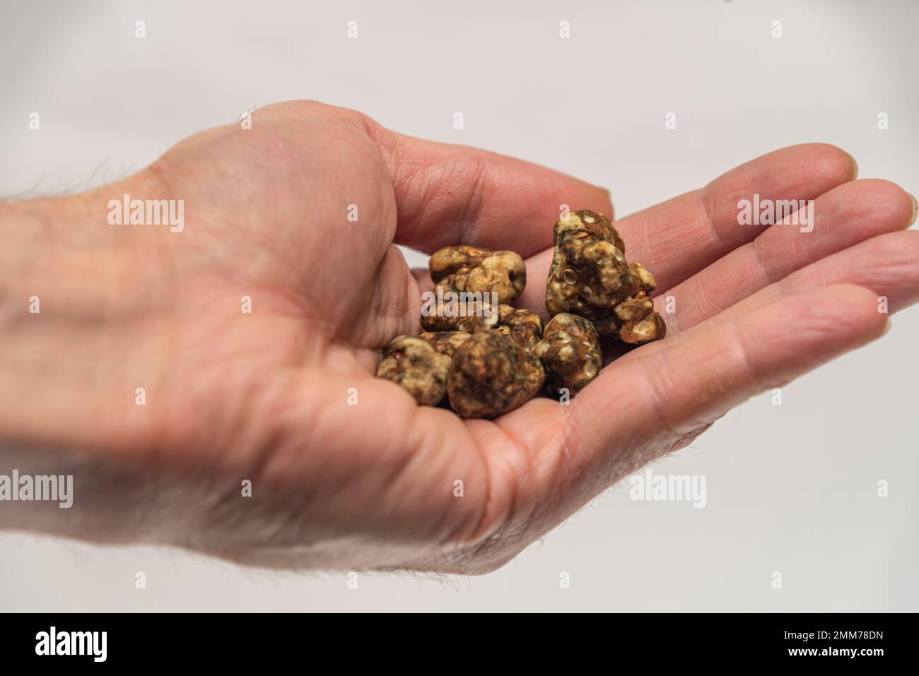 Magic truffles mushrooms full of psilocybin in red hand with light gray ...