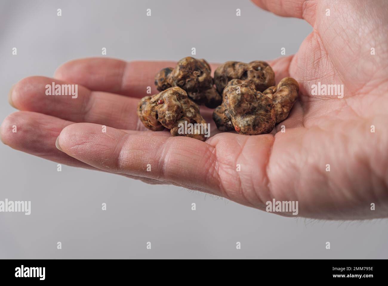 Magic truffles mushrooms full of psilocybin in red hand with light gray ...