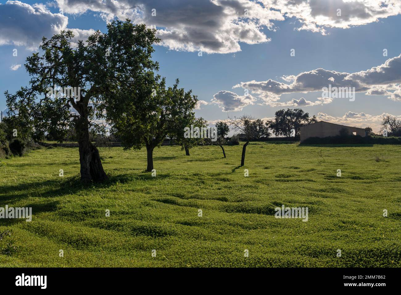 Flowers of the carob tree hi-res stock photography and images - Alamy