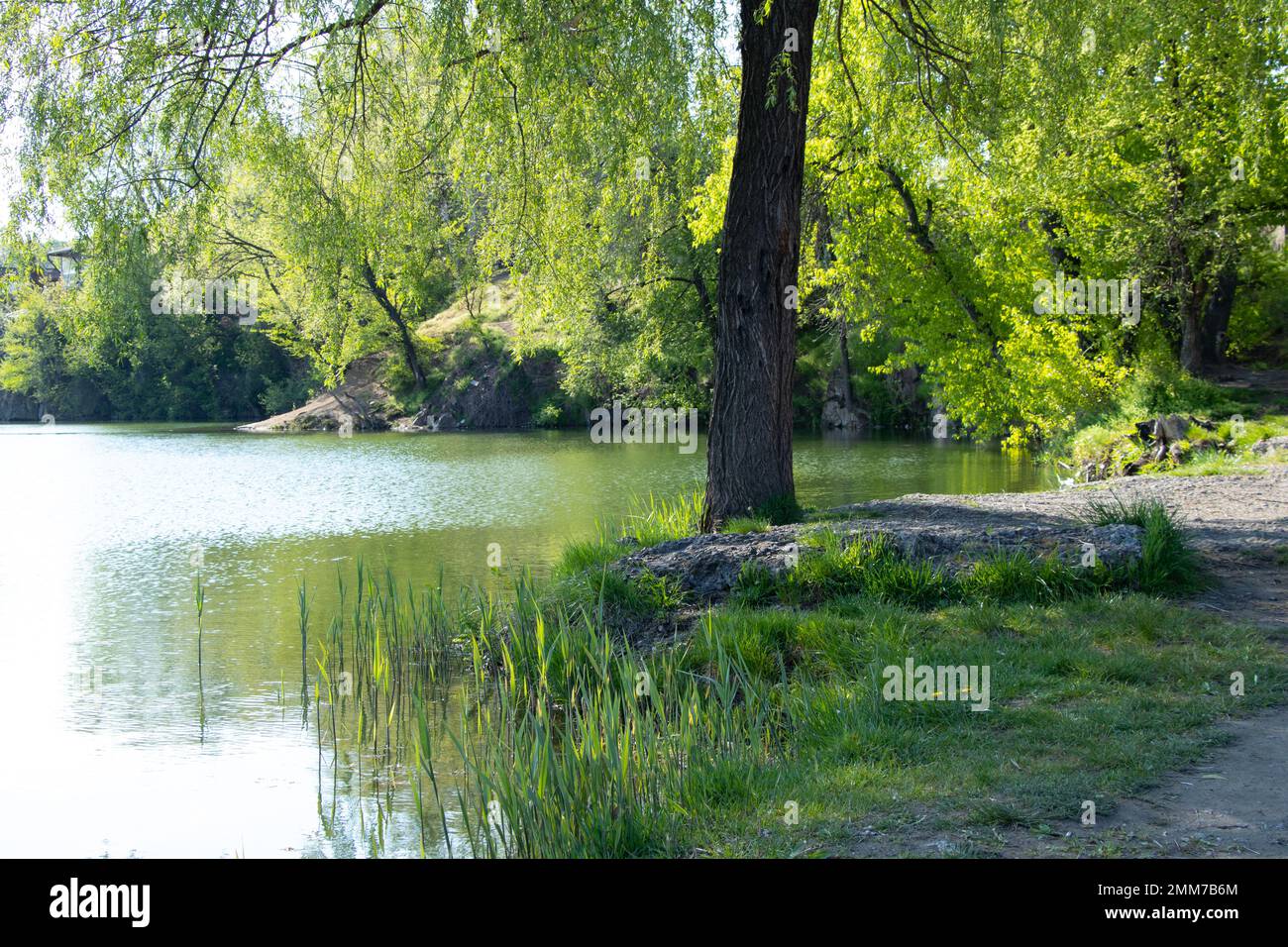 Weeping willow tree on lake hi-res stock photography and images - Alamy