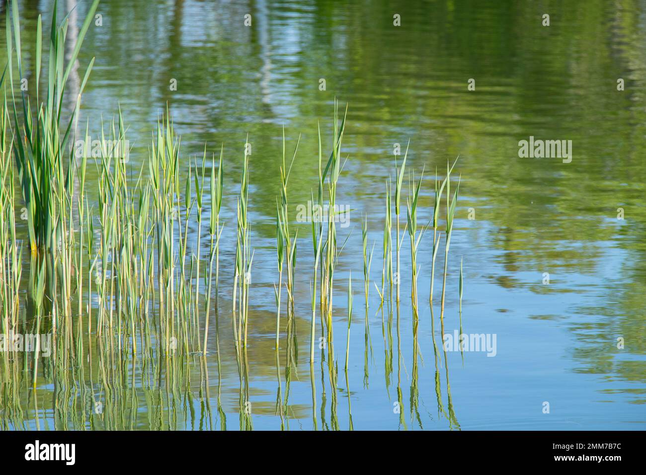 Blue river park hi-res stock photography and images - Alamy