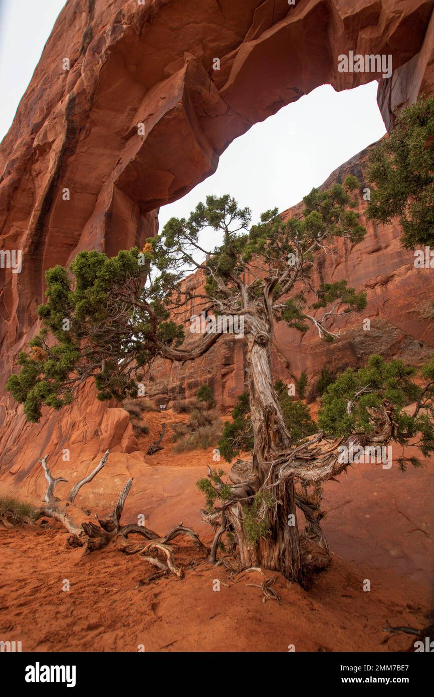 Pine Tree Arch is one of many arches in the Devil's Garden area of ...