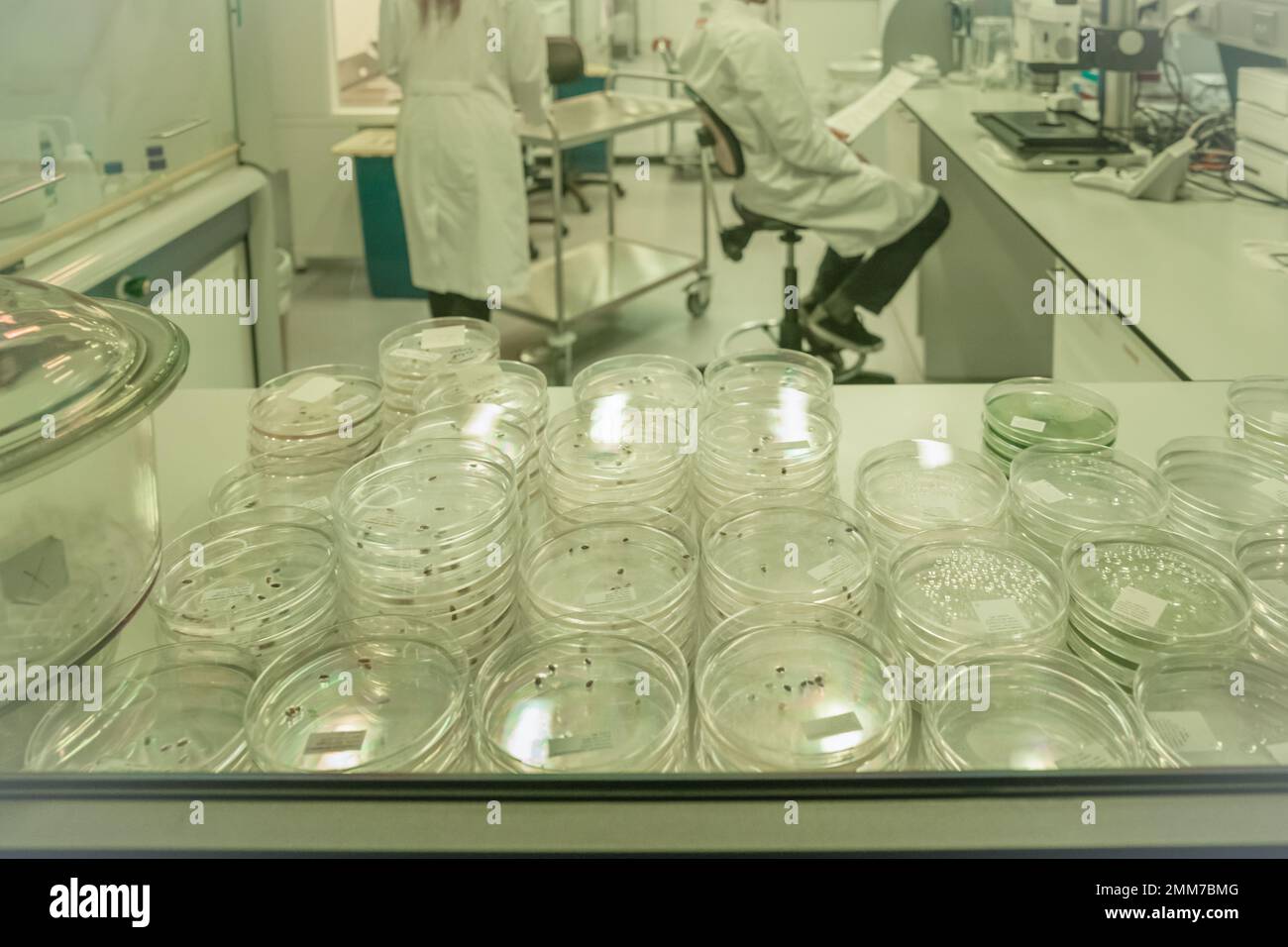 Petri dish with microbes in a research lab Stock Photo - Alamy