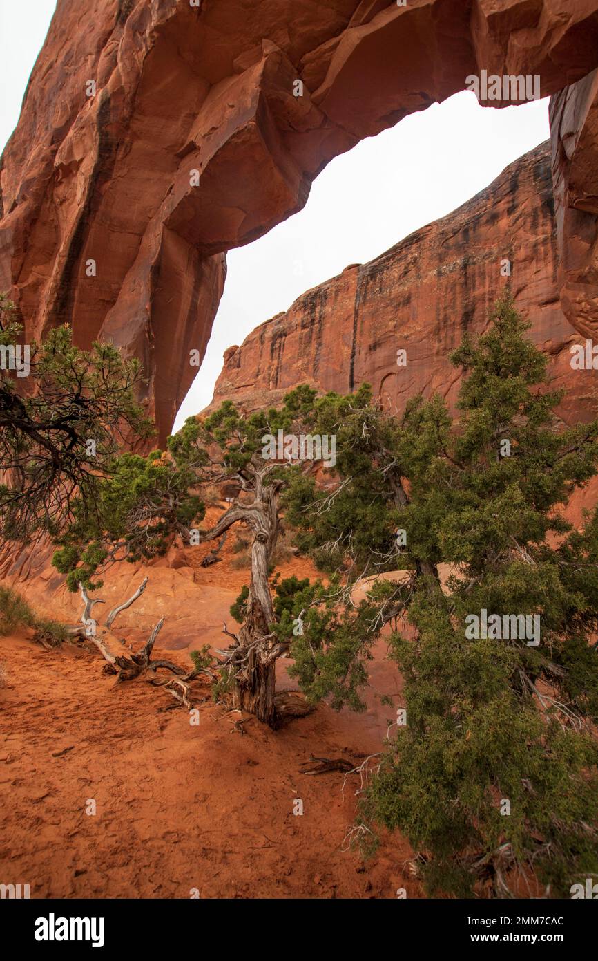 Pine Tree Arch is one of many arches in the Devil's Garden area of ...