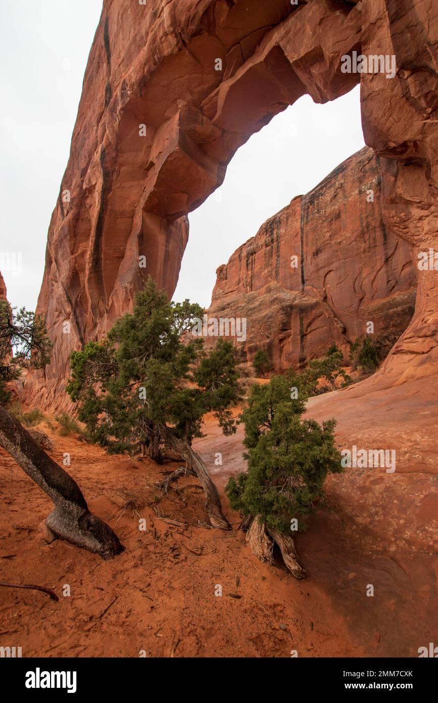 Pine Tree Arch is one of many arches in the Devil's Garden area of ...