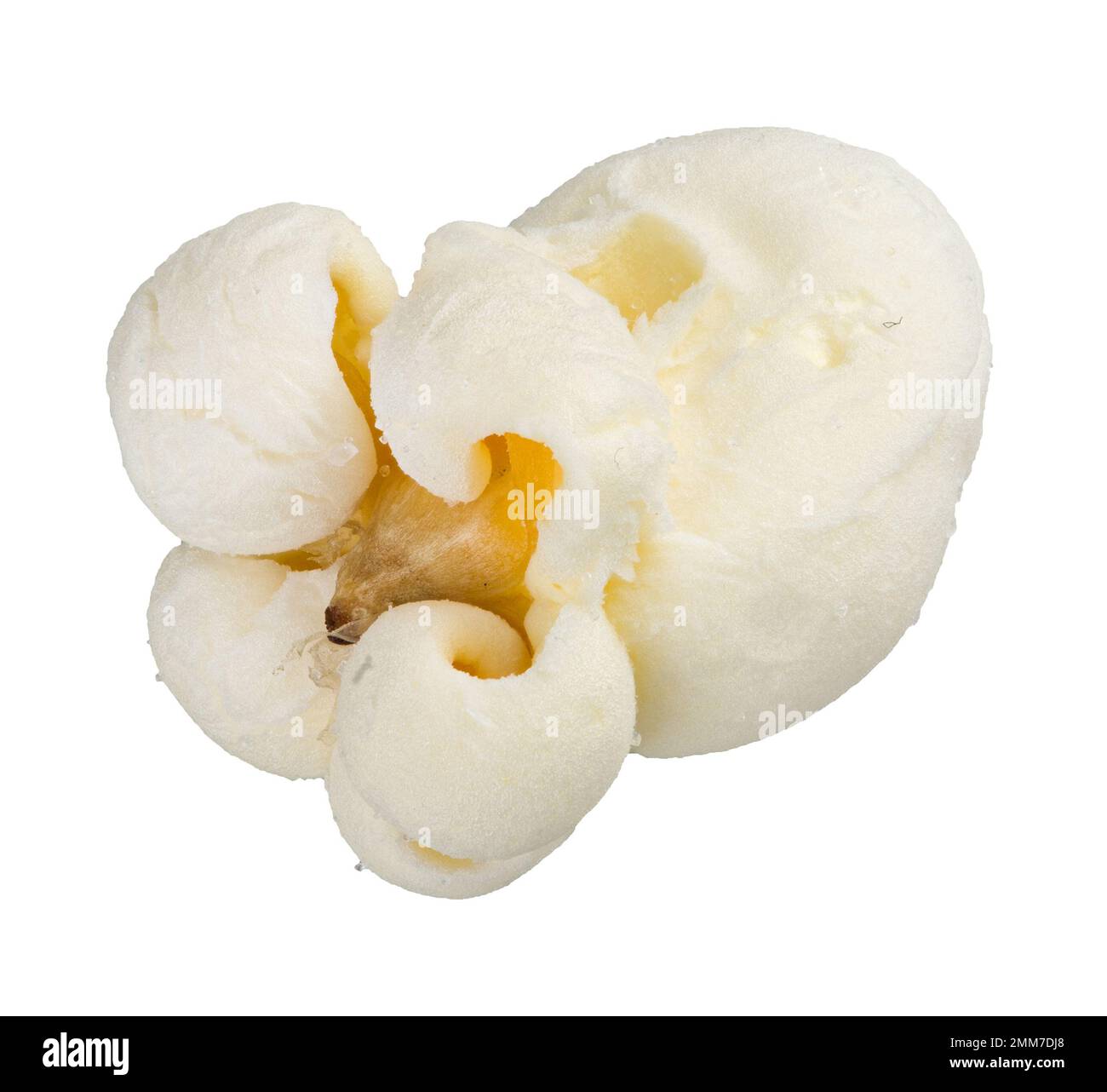 Single popcorn seed, macro shot isolated on white background Stock ...
