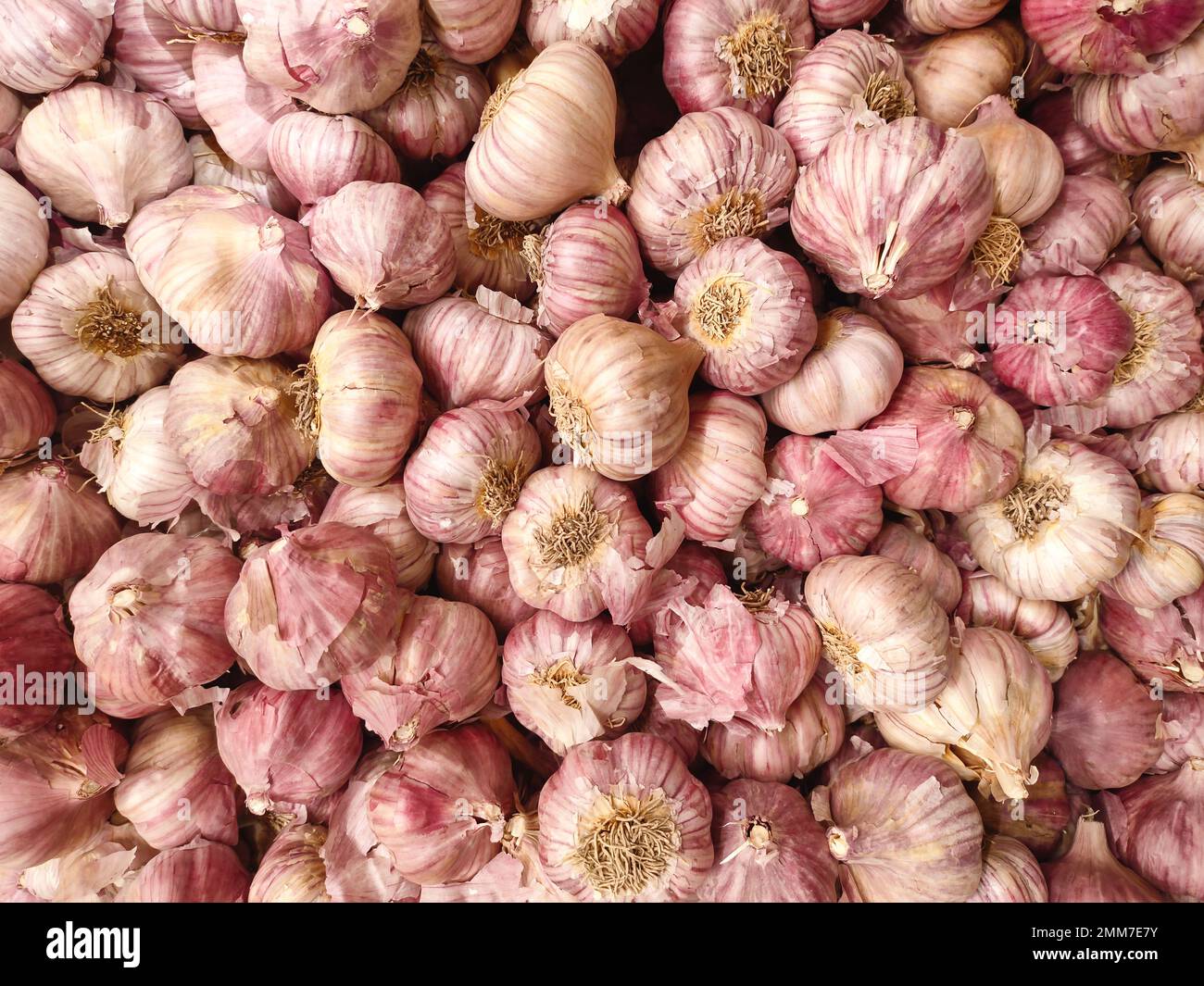 Large pile of garlic on market counter. Food background. Product photo ...