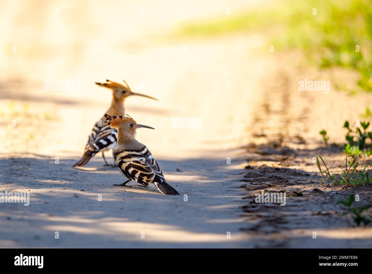 Hoopoe bird images hi-res stock photography and images - Alamy