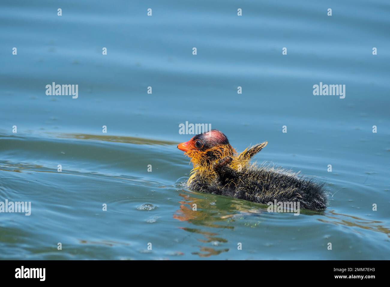 American coot adult and chick, Quitobaquito Pond, Puerto Blanco Loop ...