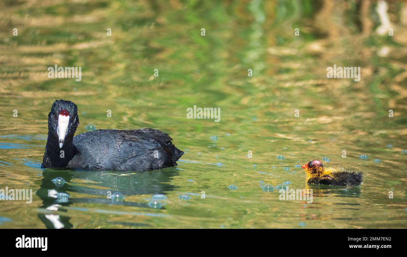 American coot family hi-res stock photography and images - Alamy