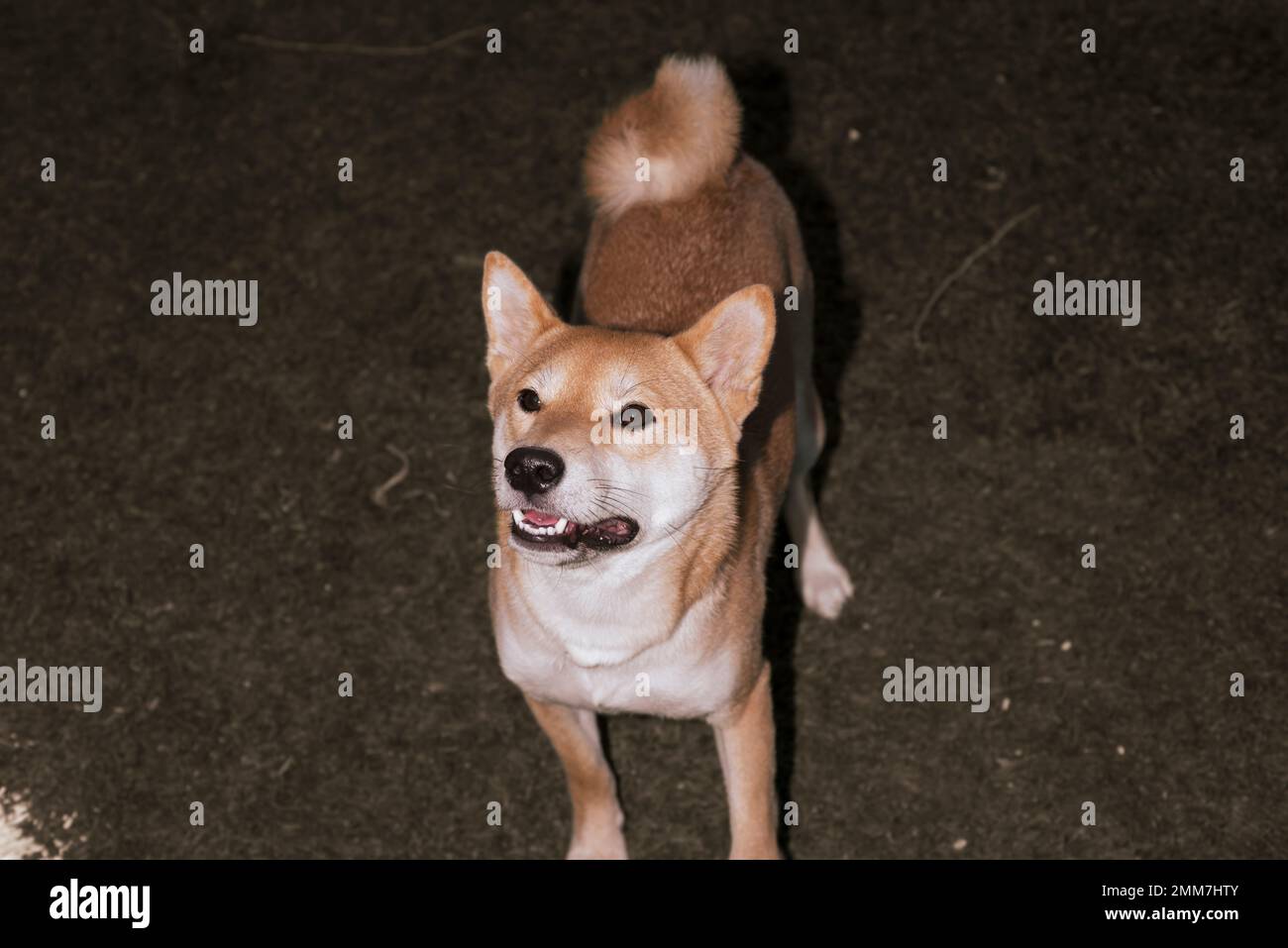 Fangs for looking hi-res stock photography and images - Alamy