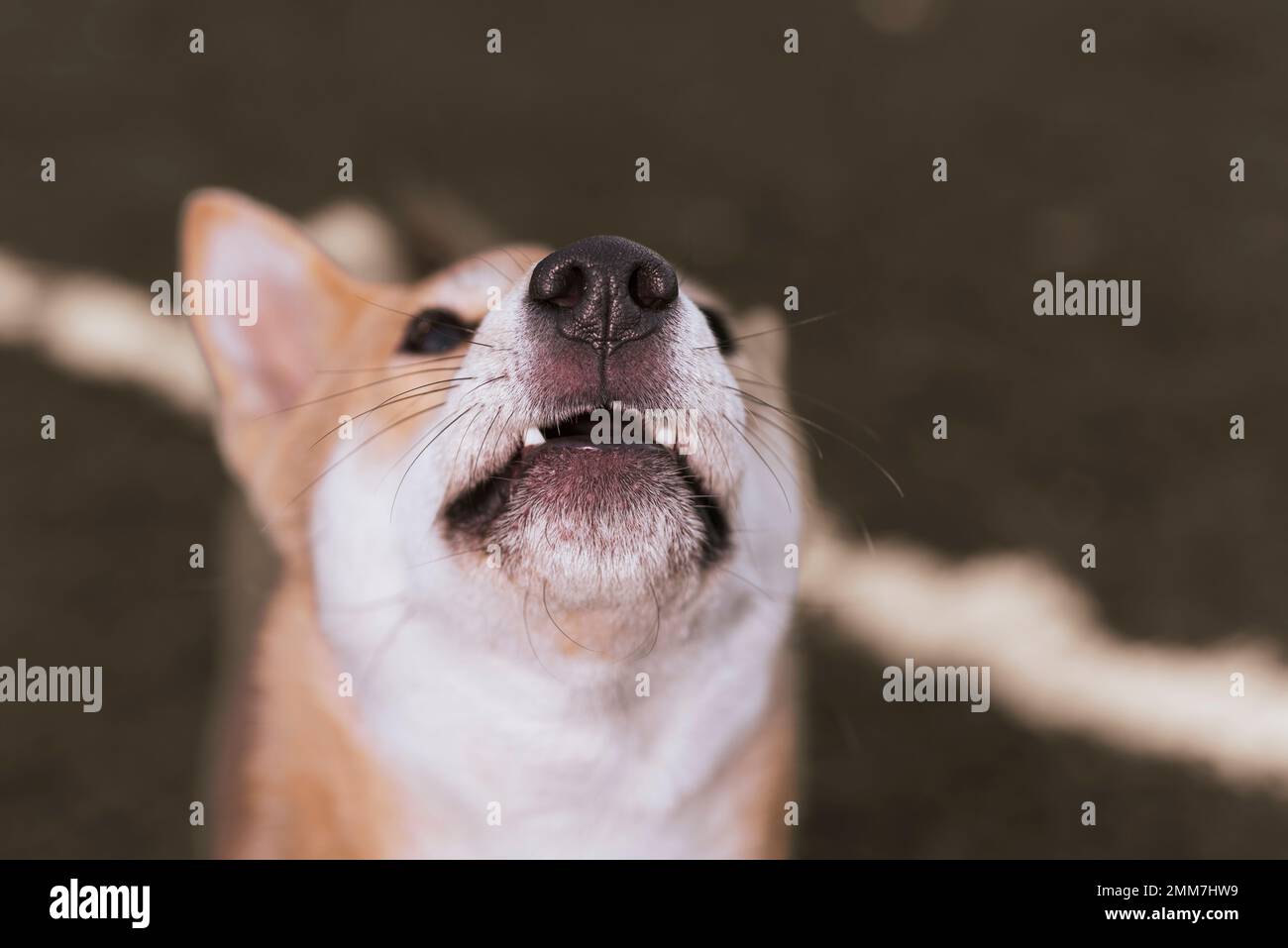 Fangs for looking hi-res stock photography and images - Alamy