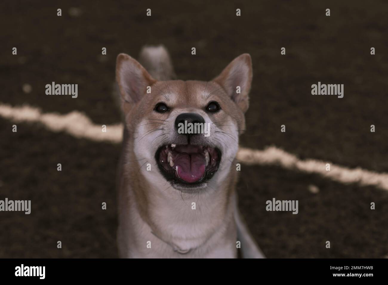 puppy japanese dog shiba inu showing fangs happy looking Stock Photo ...