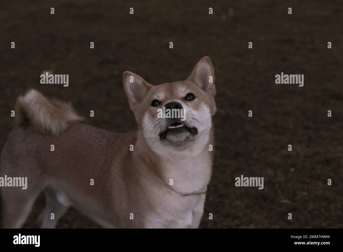 puppy japanese dog shiba inu showing fangs happy looking Stock Photo ...