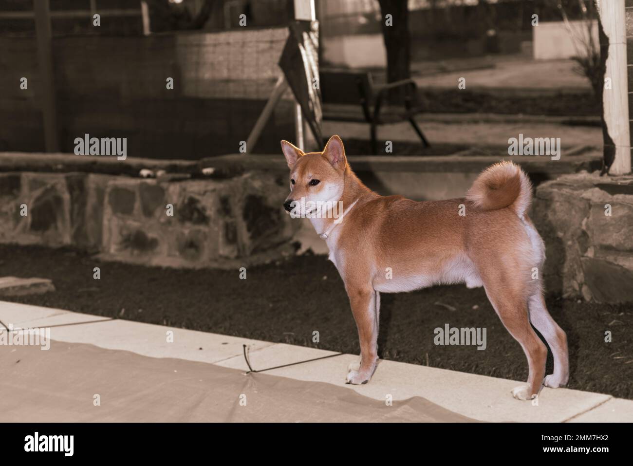 puppy japanese dog shiba inu watching attentive looking at the horizon ...