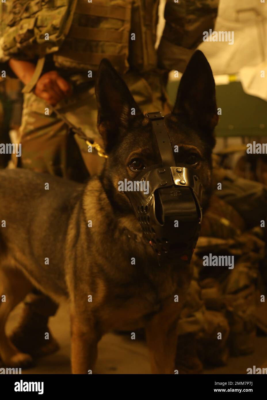 Ziggy, a military police working dog assigned to the 385th Military ...