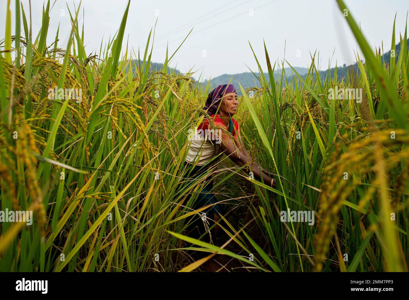 An Indian Khasi tribal woman works in a paddy field in Moronga village along the Assam-Meghalaya ...
