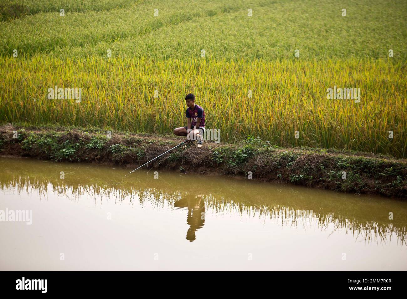 A Khasi tribal boy catches fish by a paddy field in Moronga village ...