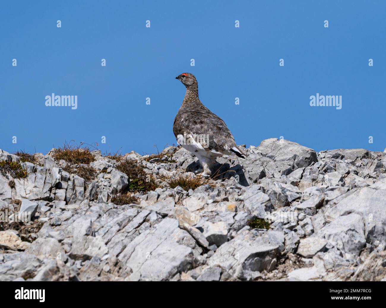 Wild Alps, fine art portrait of the rock ptarmigan female, Lagopus muta ...