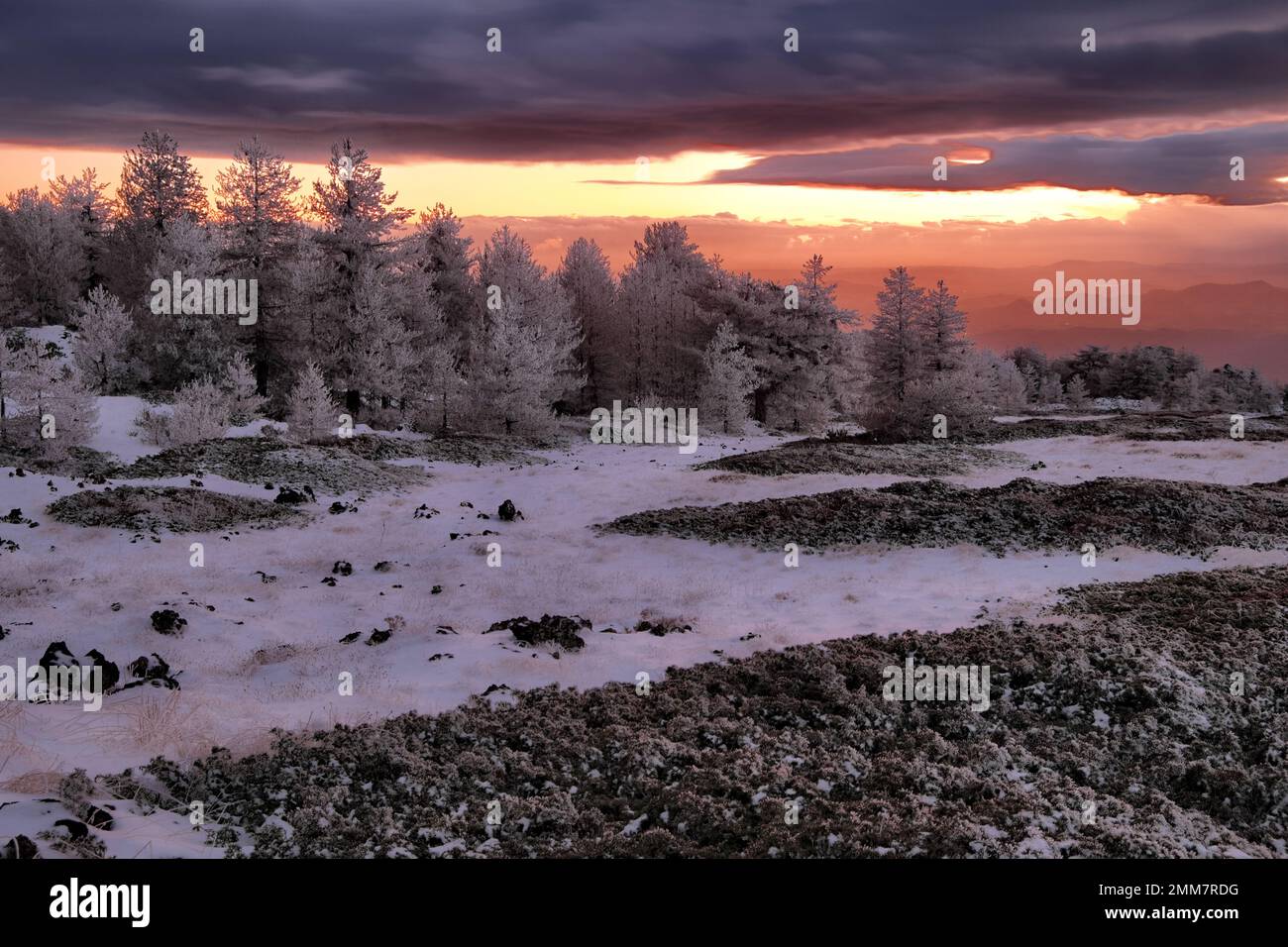 red sunset on winter landscape with pine trees and volcano rocks snow ...
