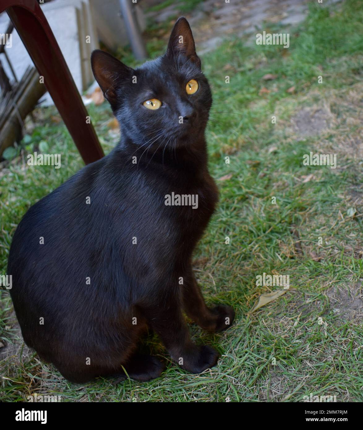 Black She Cat With Green Eyes