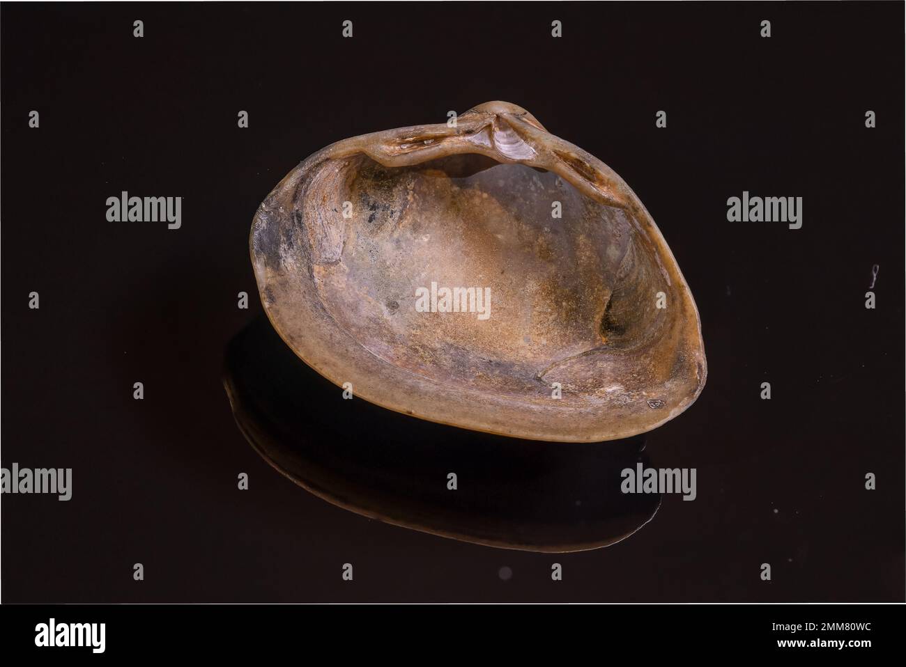 Bivalvia hi-res stock photography and images - Alamy