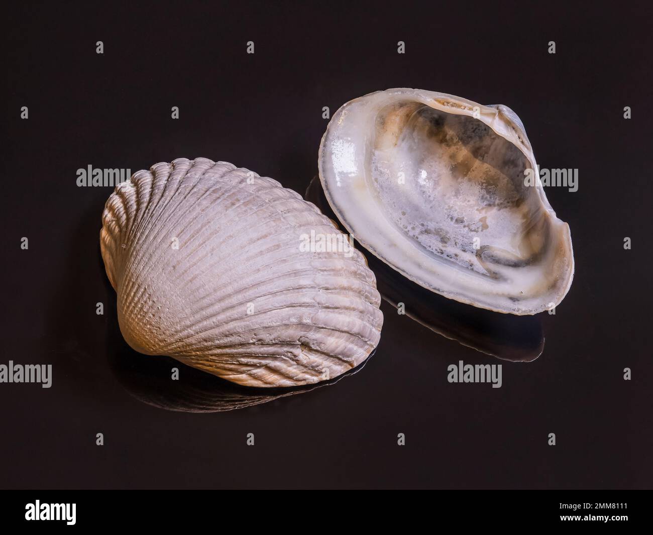 Two halves of a cockle shell (cardiida) on black reflecting background ...