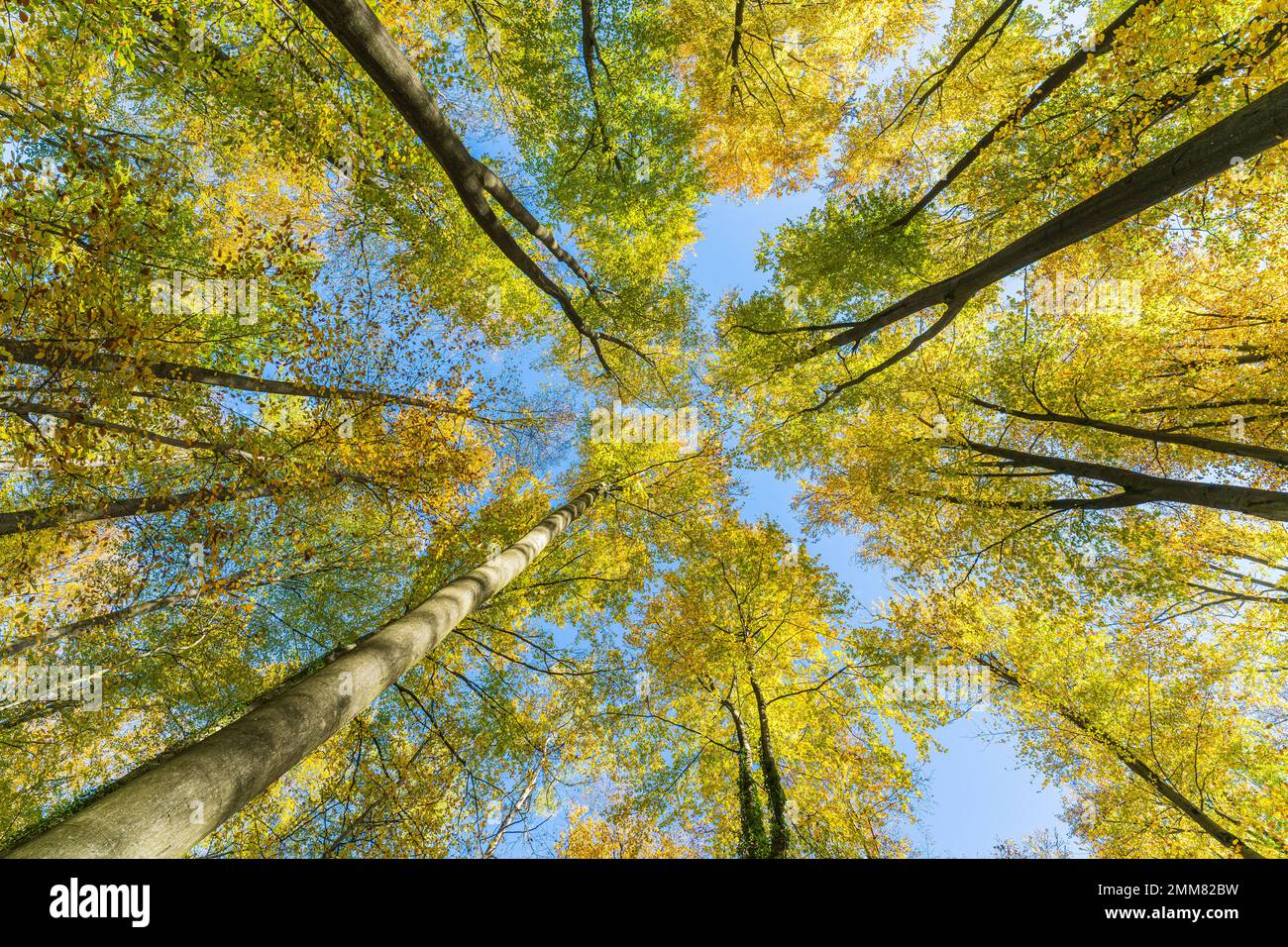 Fall autumn treetops upward view from a ground Stock Photo - Alamy