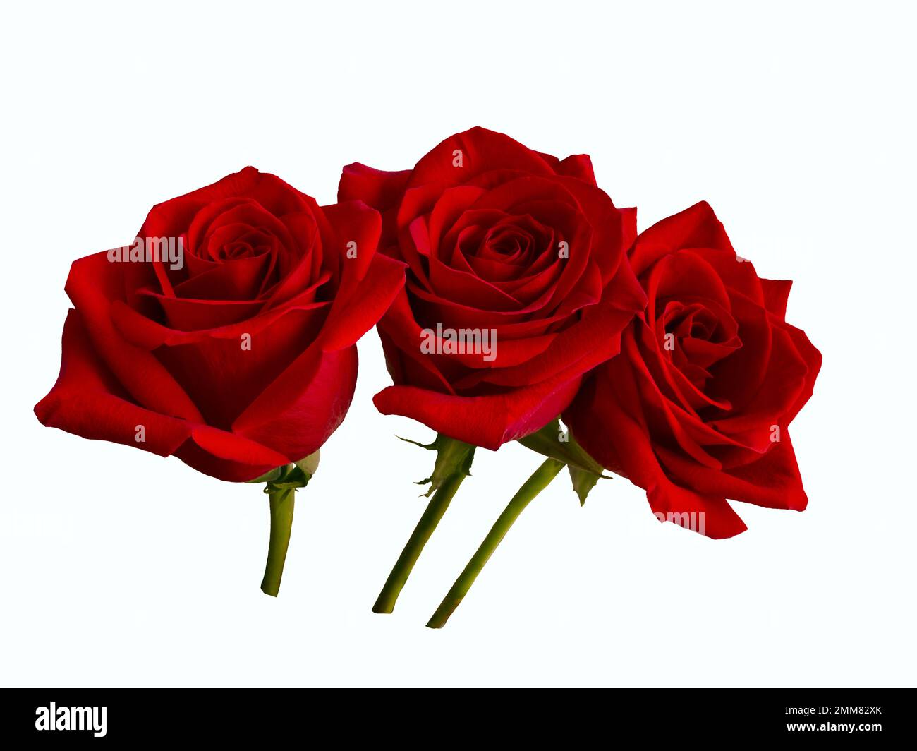 Three dark red roses with a shadow on a white background Stock Photo ...